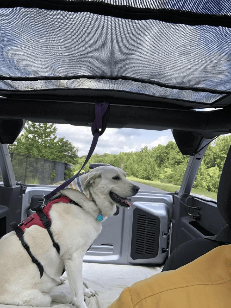 Best setup for a dog passenger side or in the cargo space | Bronco6G ...