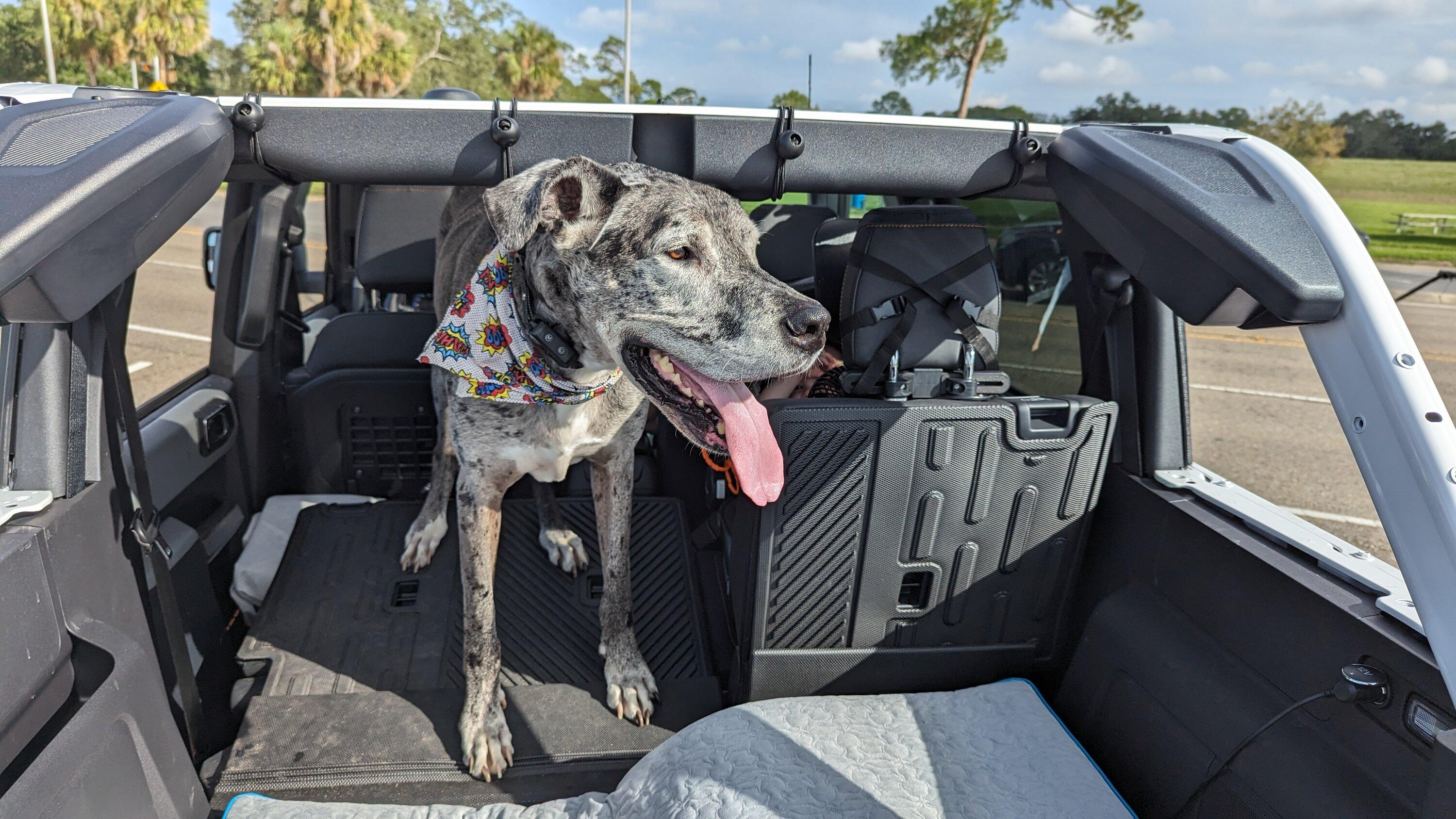 Travel stairs for dogs | Bronco6G - 2021+ Ford Bronco & Bronco Raptor ...
