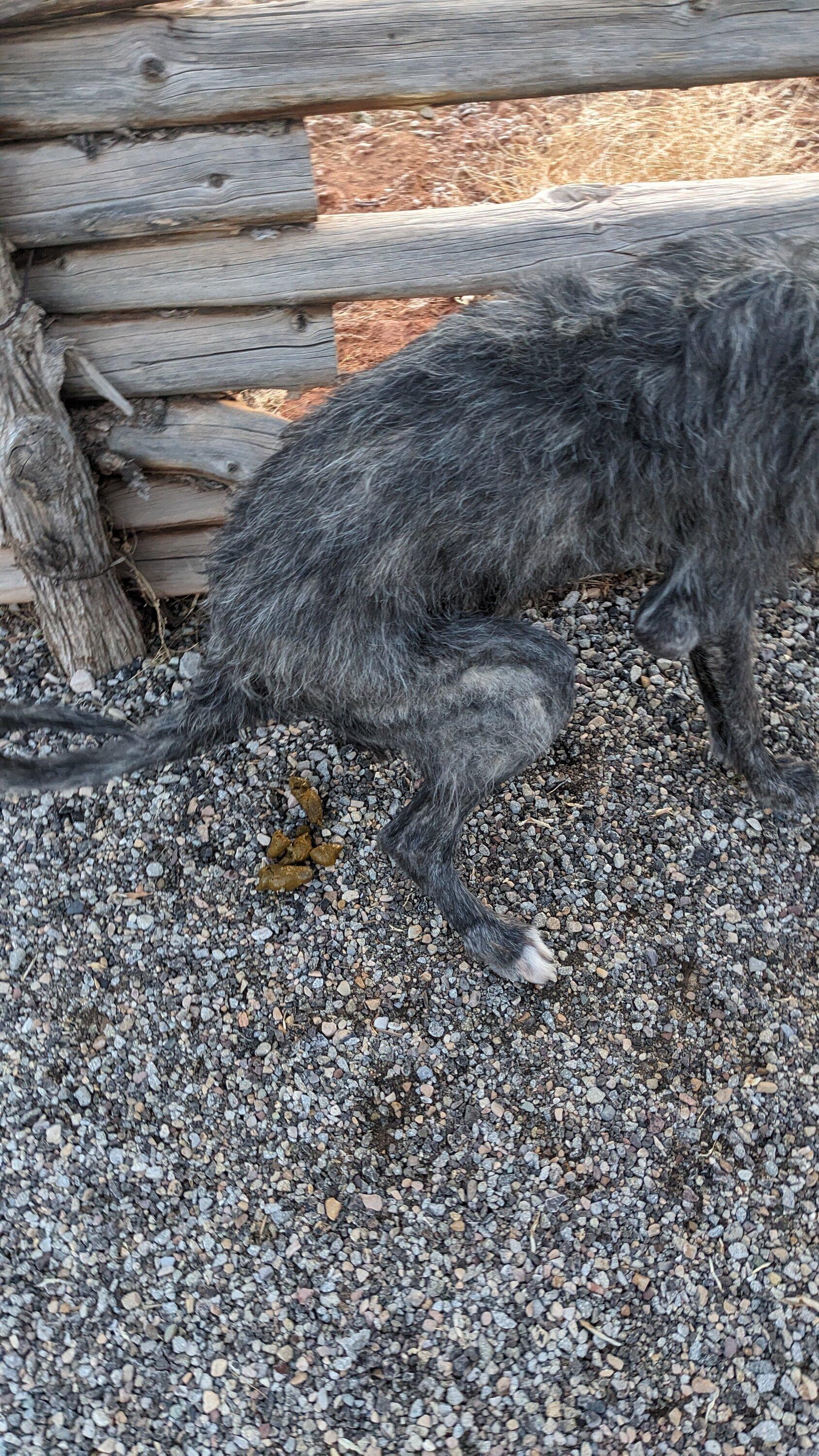 Blown M190 on Hells Gate