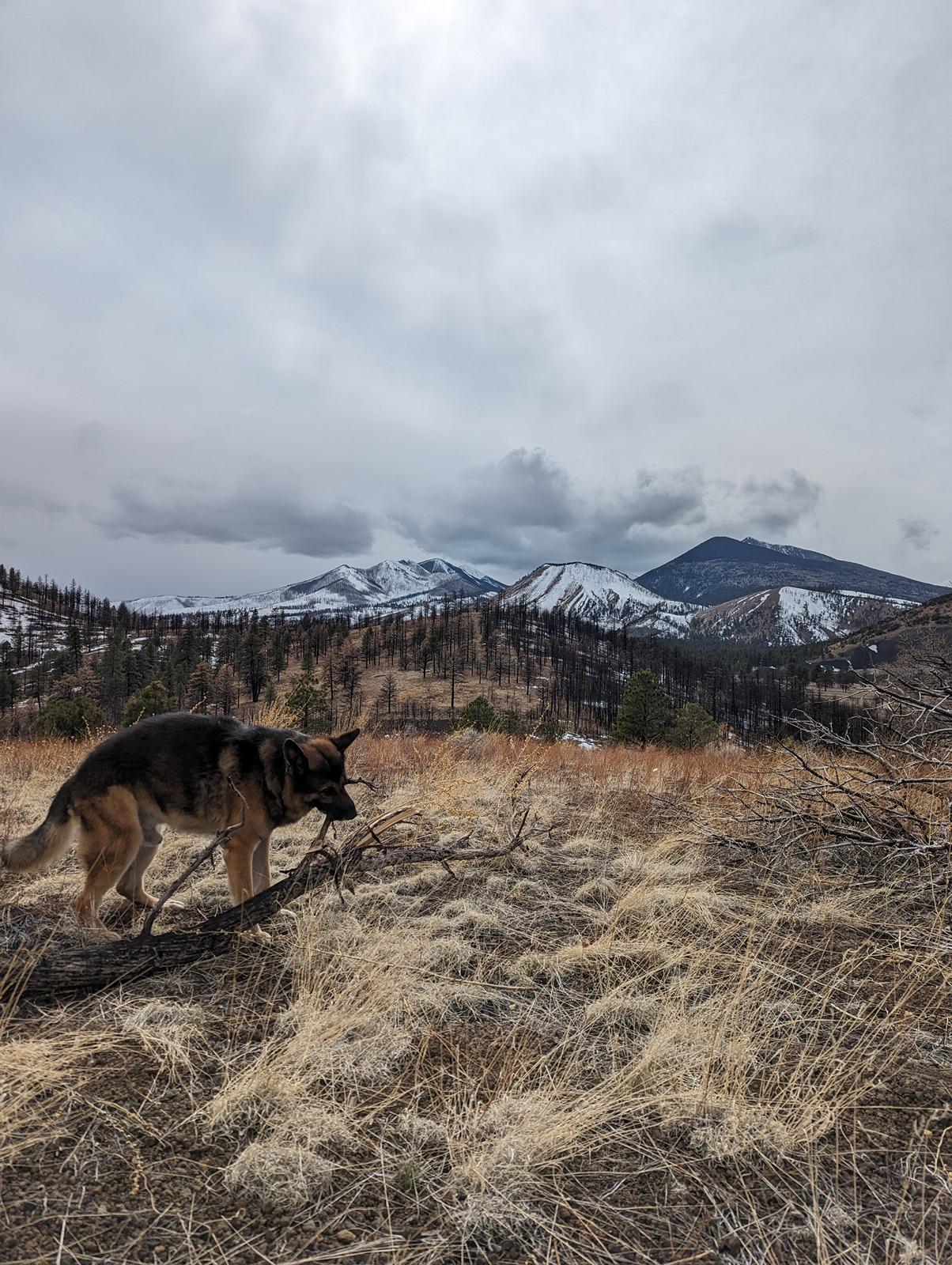 Epic road trip, but had to say goodbye to my German Shepherd before we ...