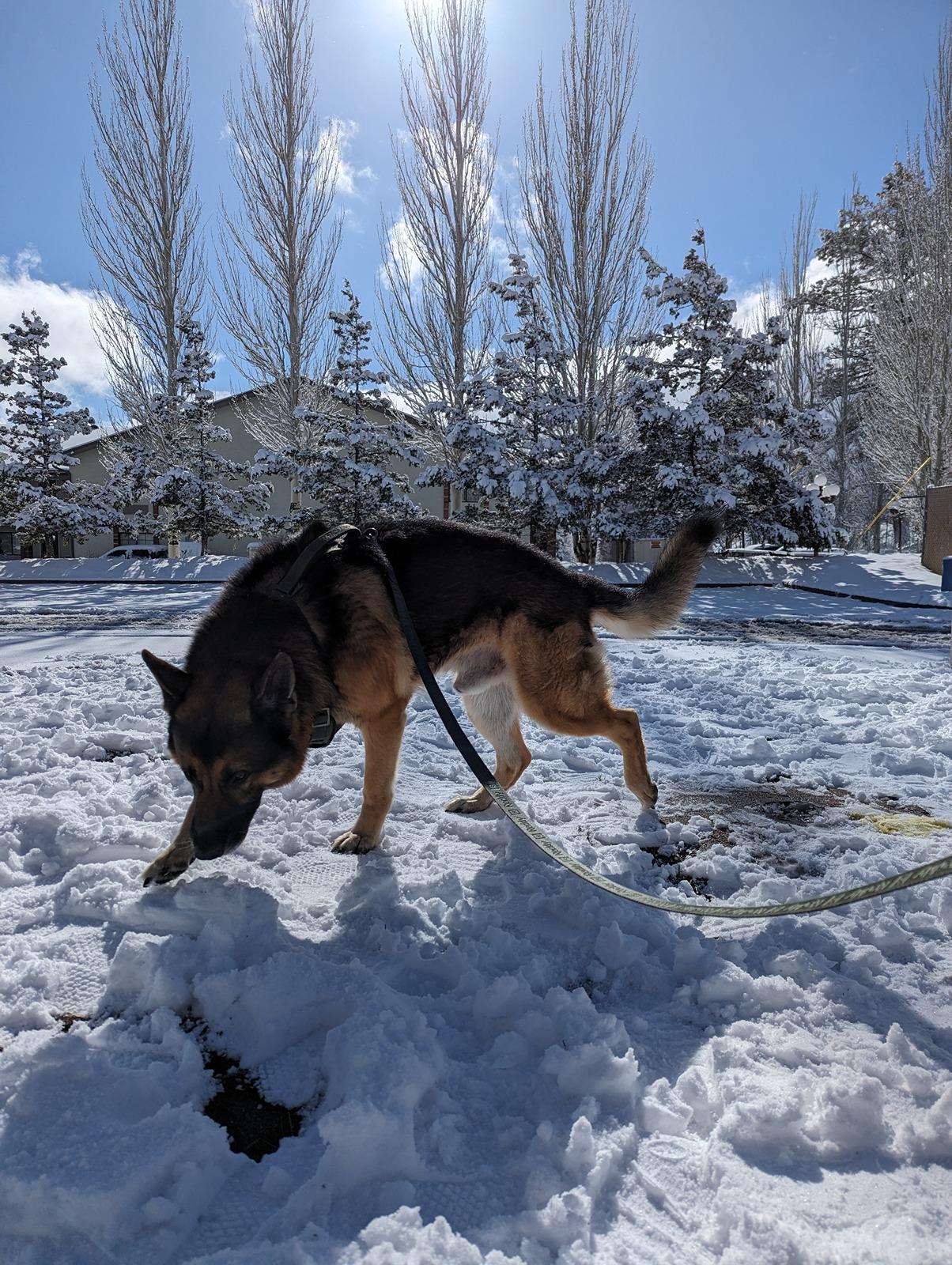 Epic road trip, but had to say goodbye to my German Shepherd before we ...