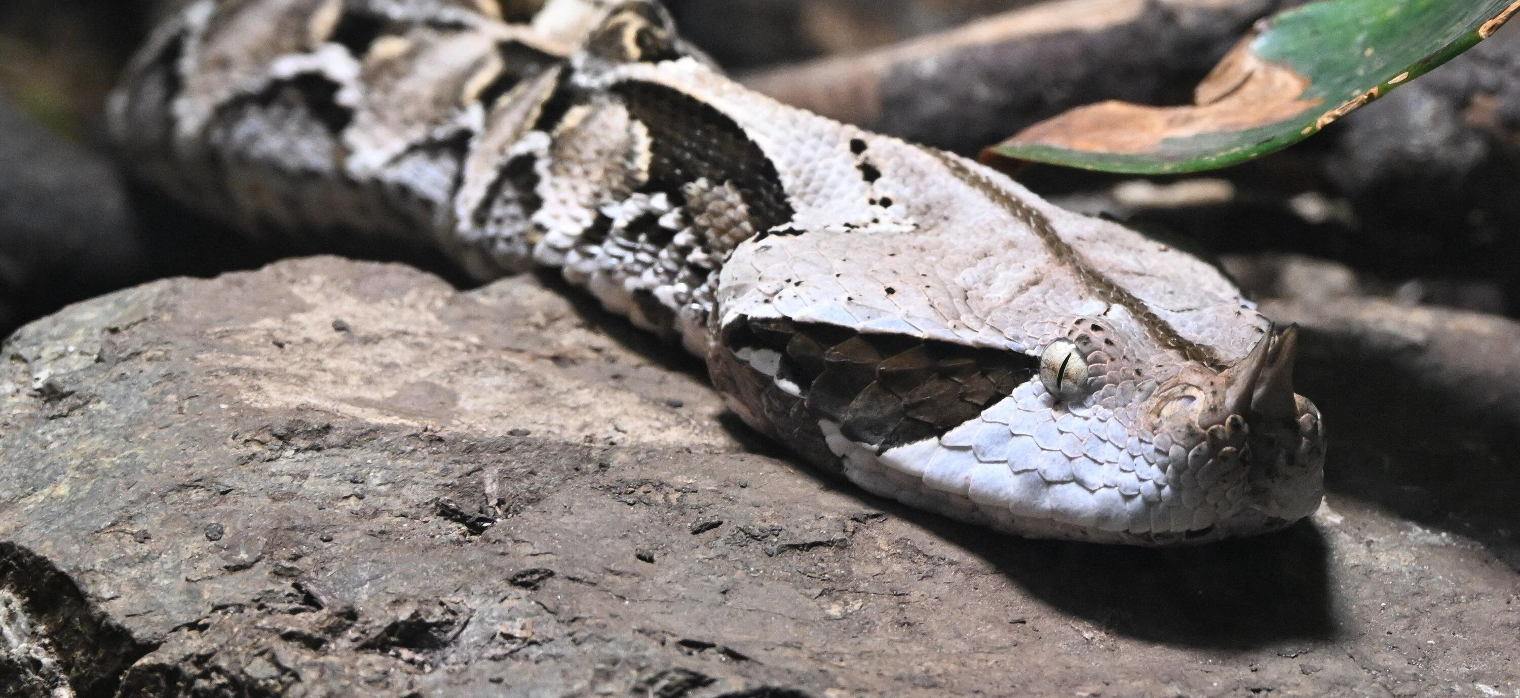 Longest Fanged Snake (Gaboon Viper) | Bronco6G - 2021+ Ford Bronco ...