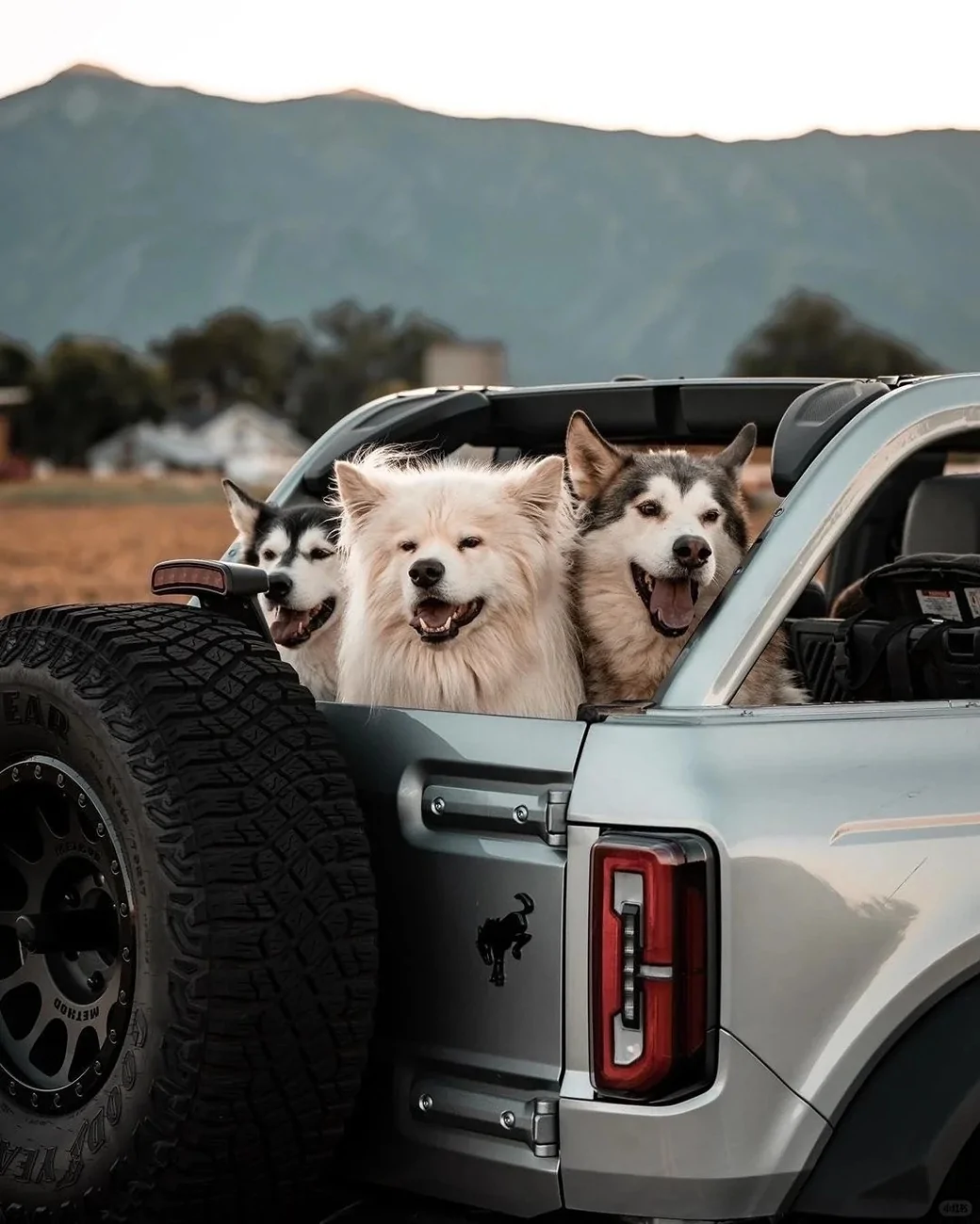 Anyone Off-Roaded With Pets? How Hard Is It Really? | Bronco6G - 2021 ...