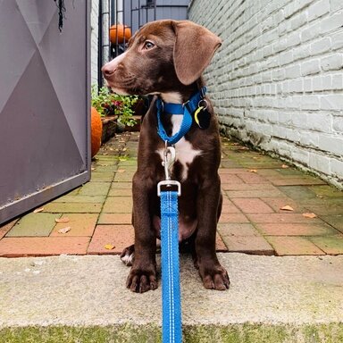 Adding GOAT modes later with programmer / tuner? | Bronco6G - 2021 ...