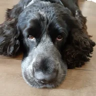 Potential Purchase - 2023 Wildtrak | Page 3 | Bronco6G - 2021+ Ford ...